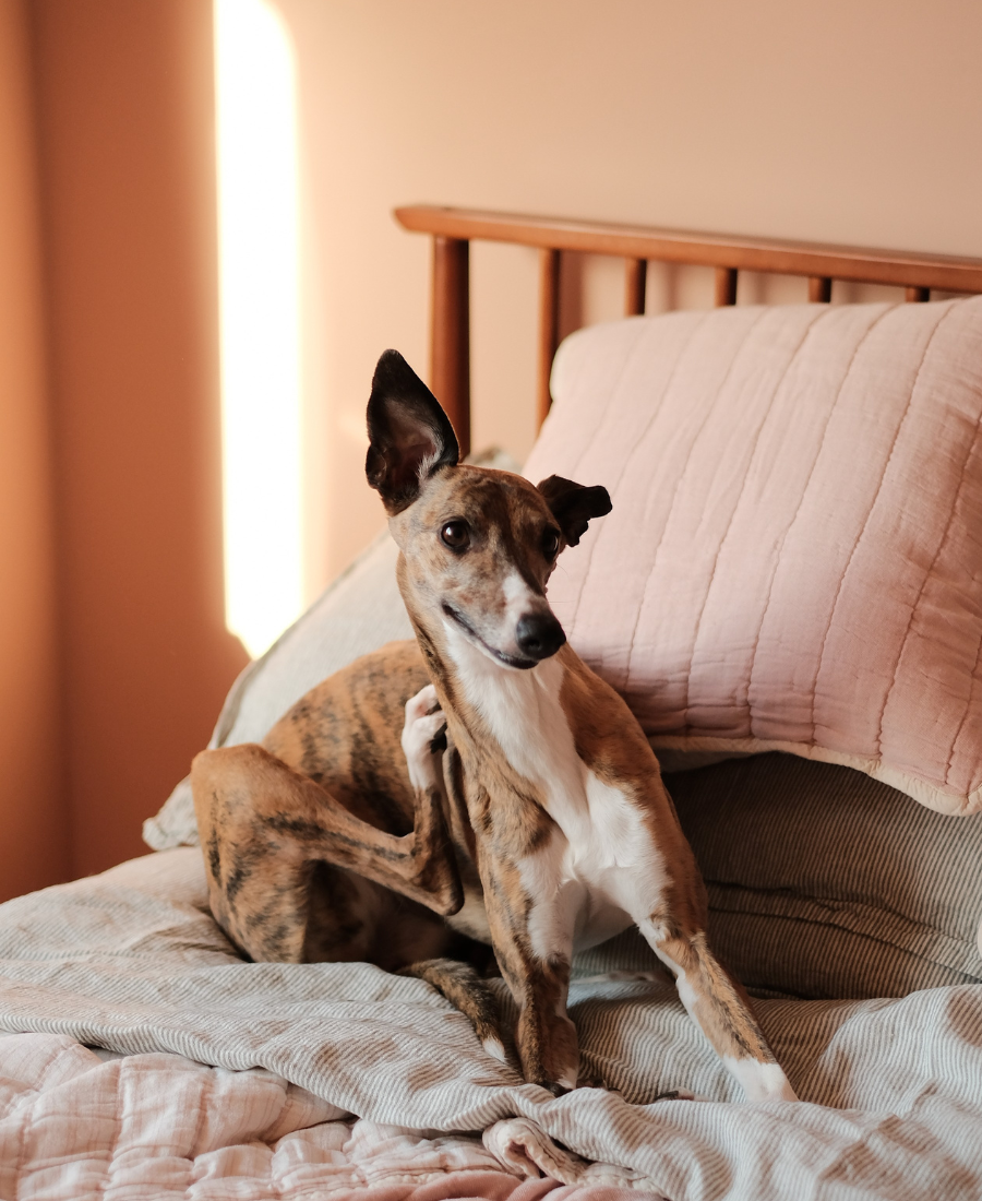 Best Bed Linens for Pet Owners| Secret Linen Store